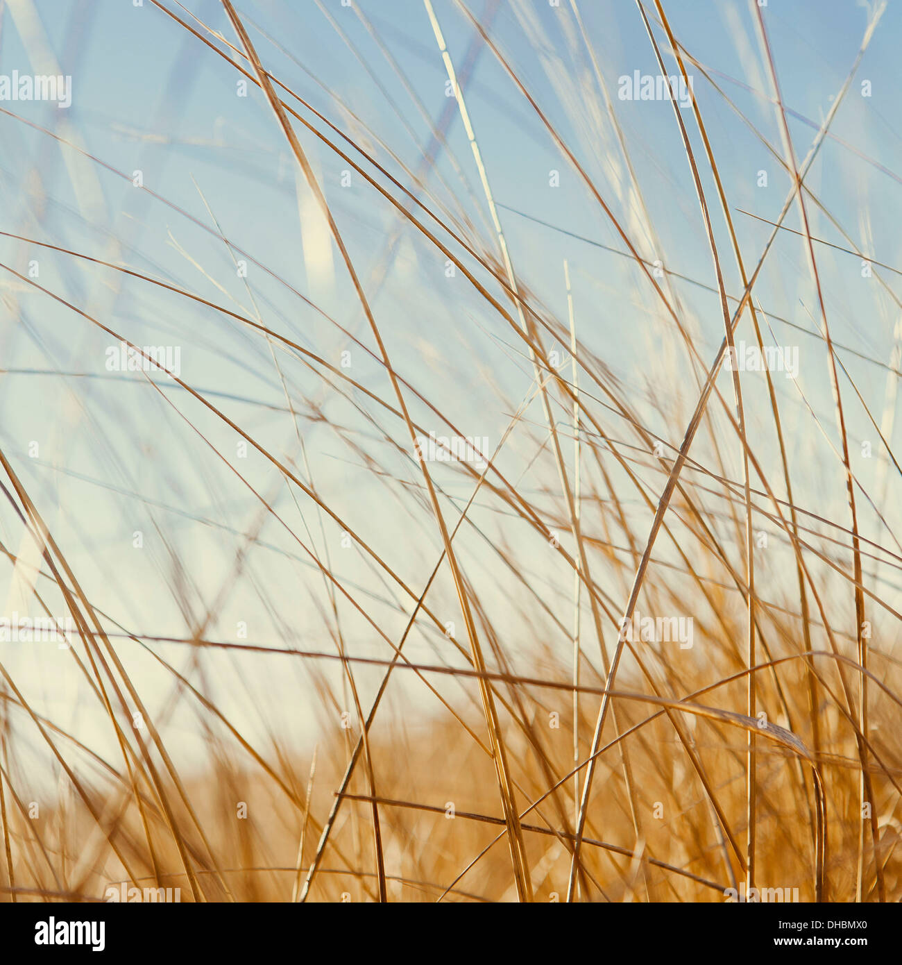 View close up of dense sea grasses on the shore at Long Beach Peninsula ...