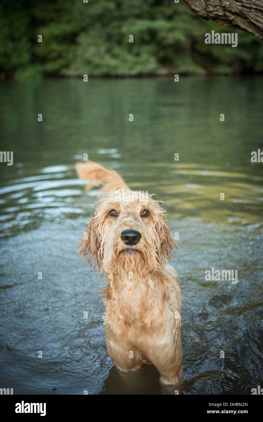 A golden labradoodle standing in the water looking up expectantly Stock ...