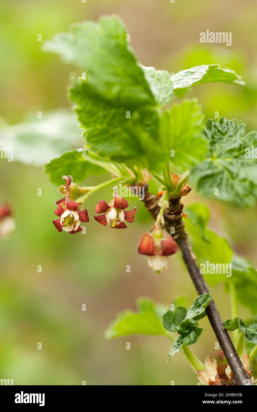 Jostaberry, Ribes x nidigrolaria , growing on the plant Stock Photo - Alamy
