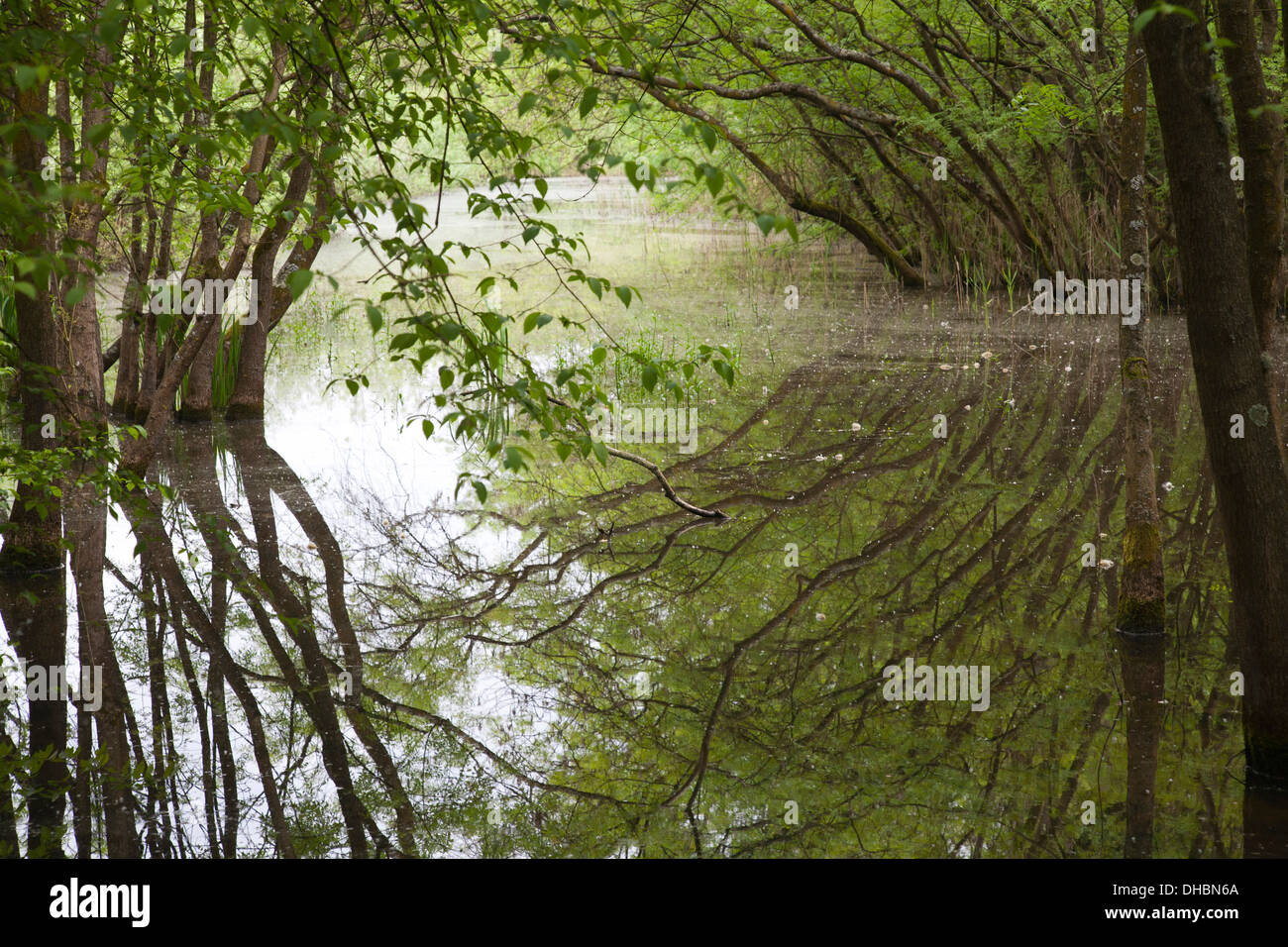 flooded forest of punte alberete, comacchio, ferrara province, po river ...