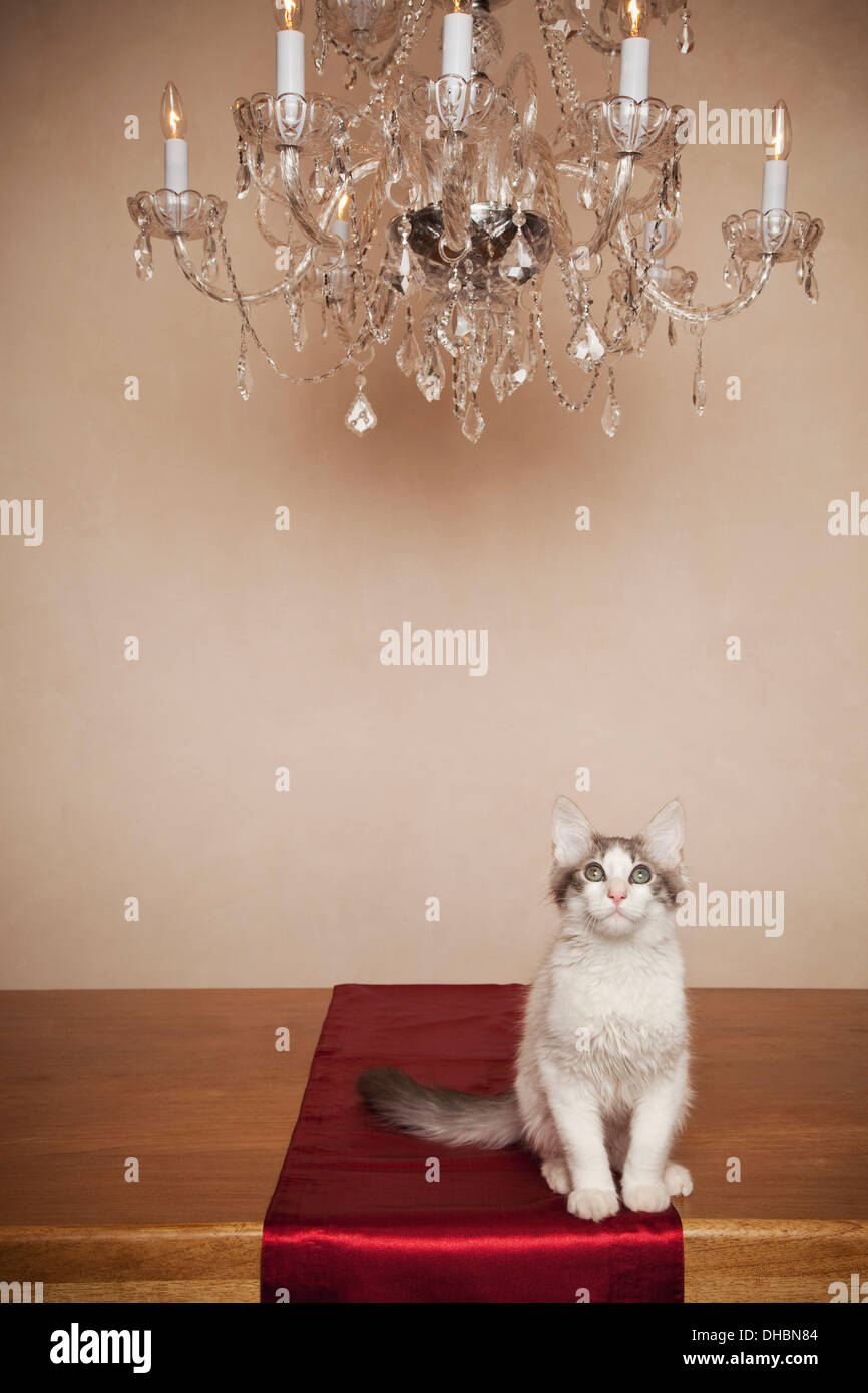 Cat Under The Table High Resolution Stock Photography and Images - Alamy