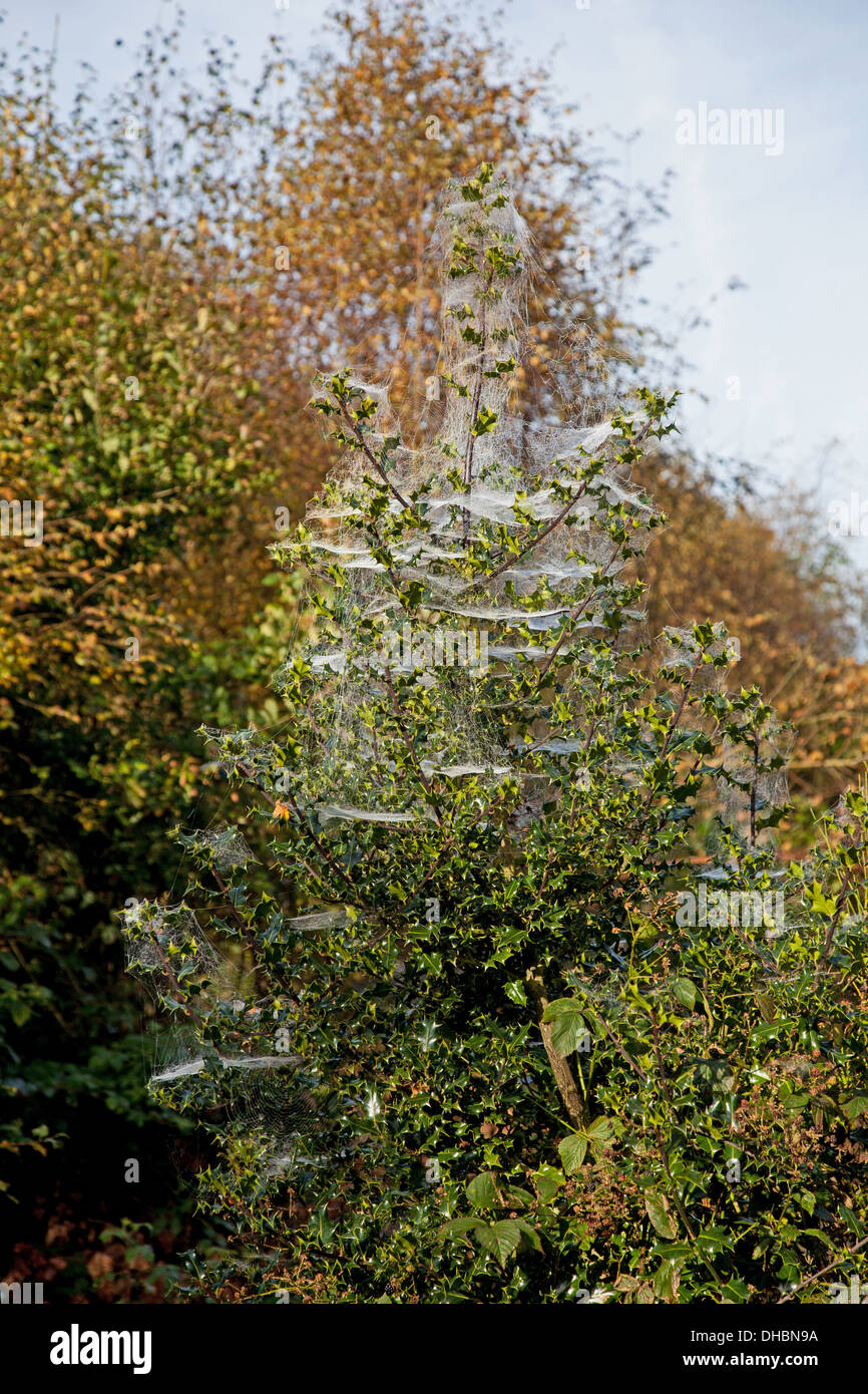 Spiders webs in a bush or tree in late autumn Stock Photo - Alamy