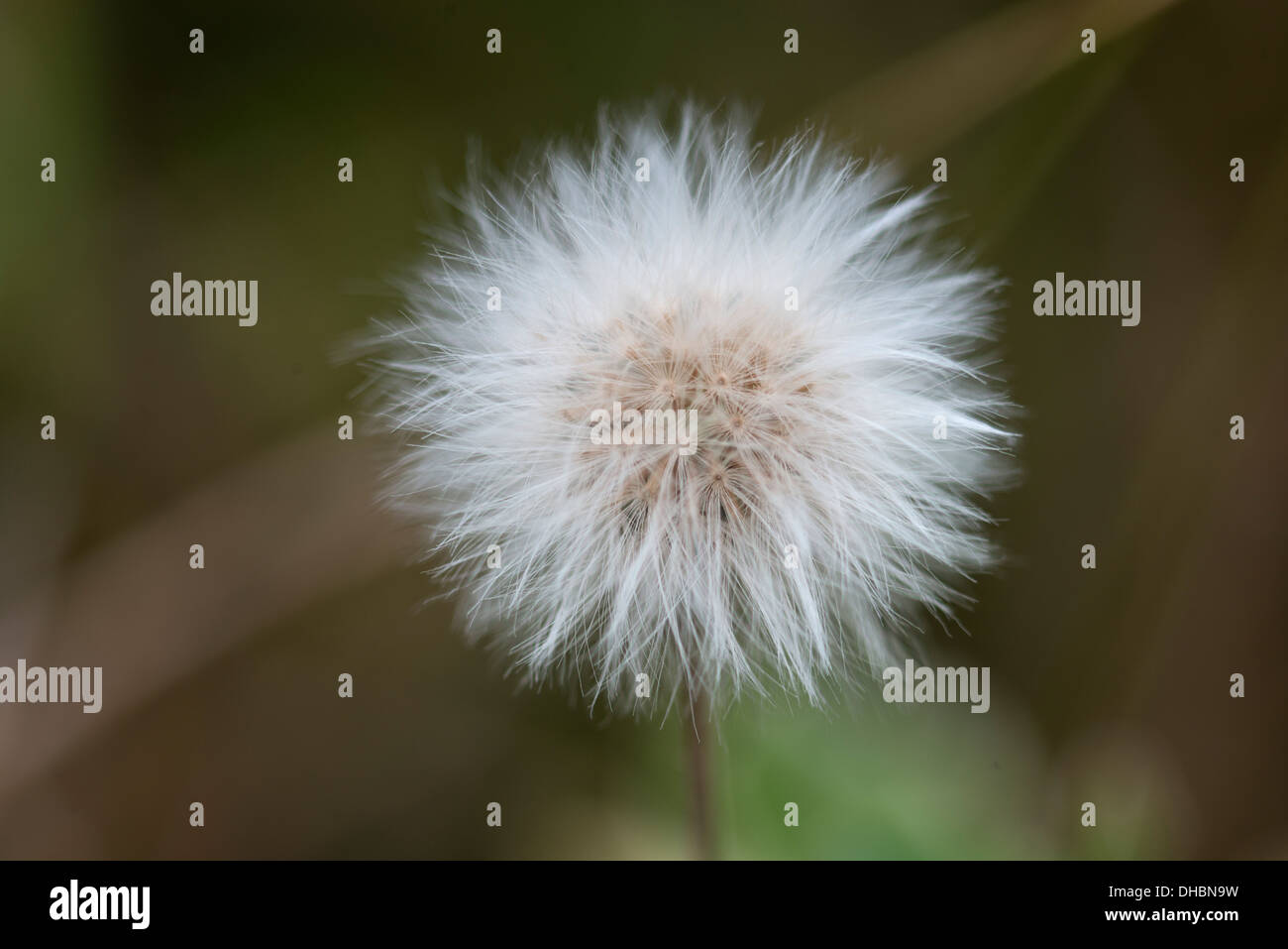 Seeds dispersion hi-res stock photography and images - Alamy