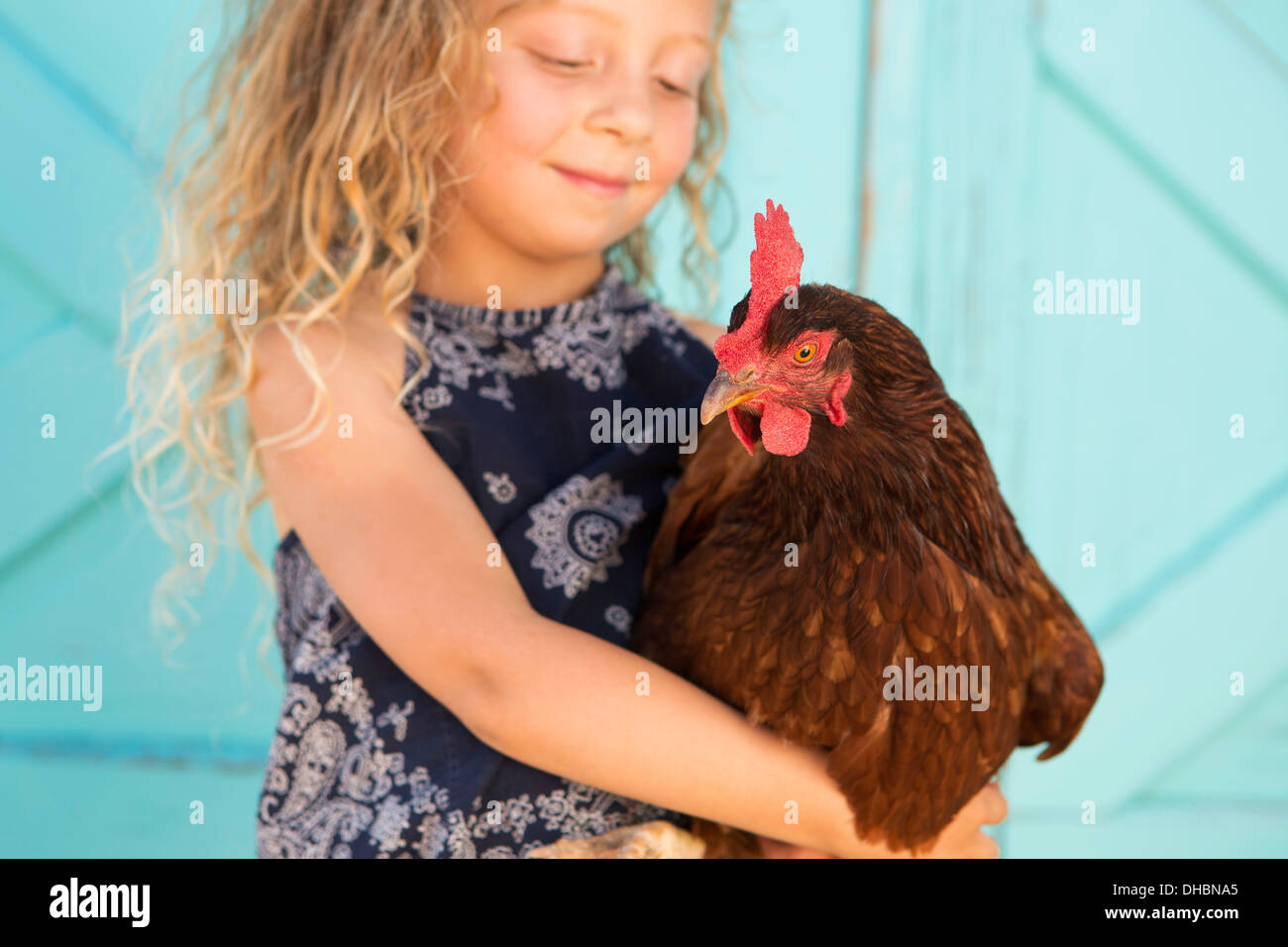Curly chicken in farm hi-res stock photography and images - Alamy