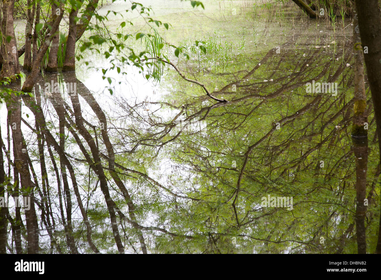 flooded forest of punte alberete, comacchio, ferrara province, po river ...