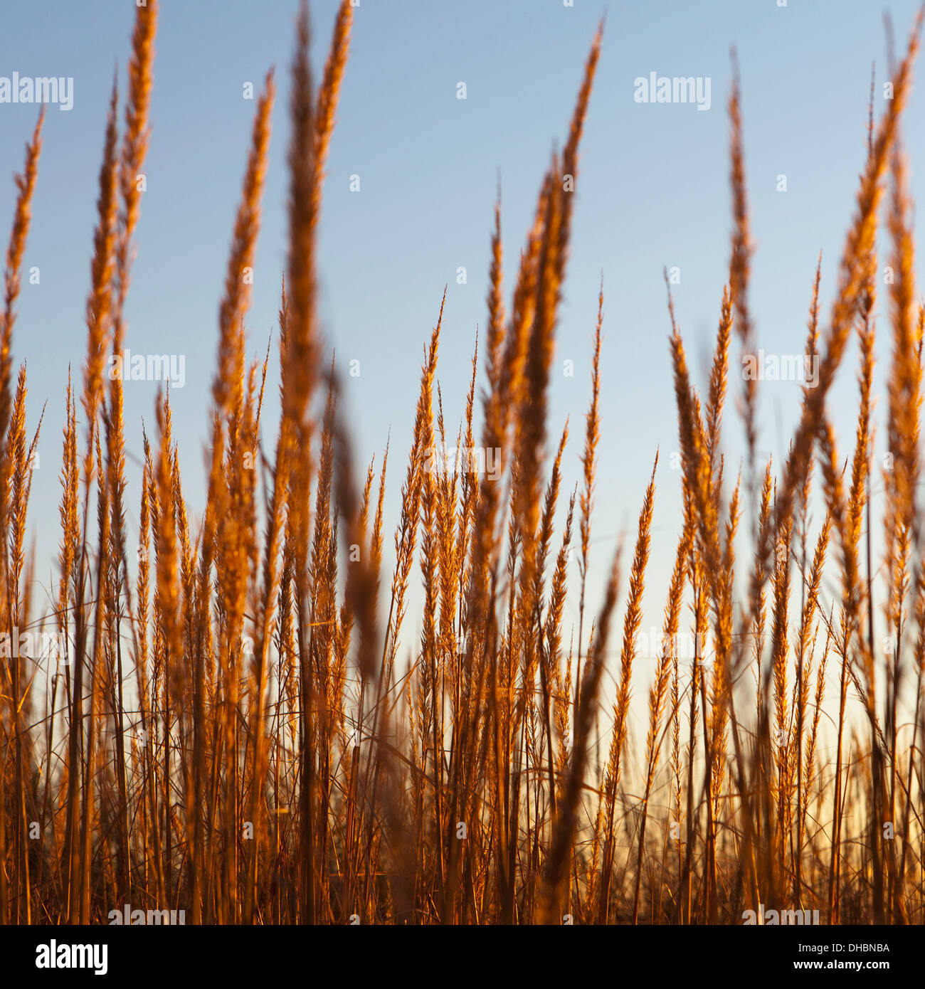 View close up of dense sea grasses on the shore at Long Beach Peninsula ...