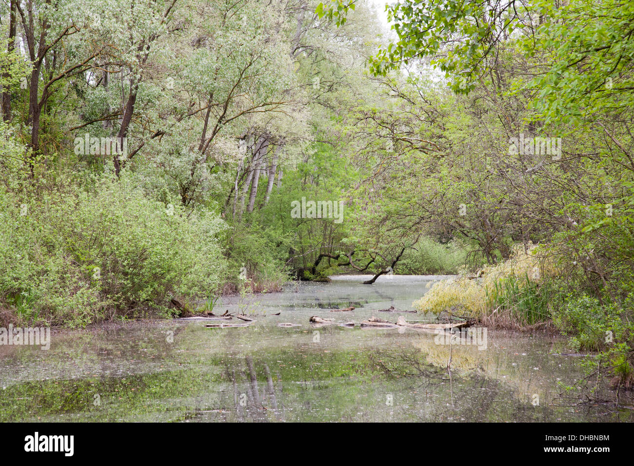 flooded forest of punte alberete, comacchio, ferrara province, po river ...