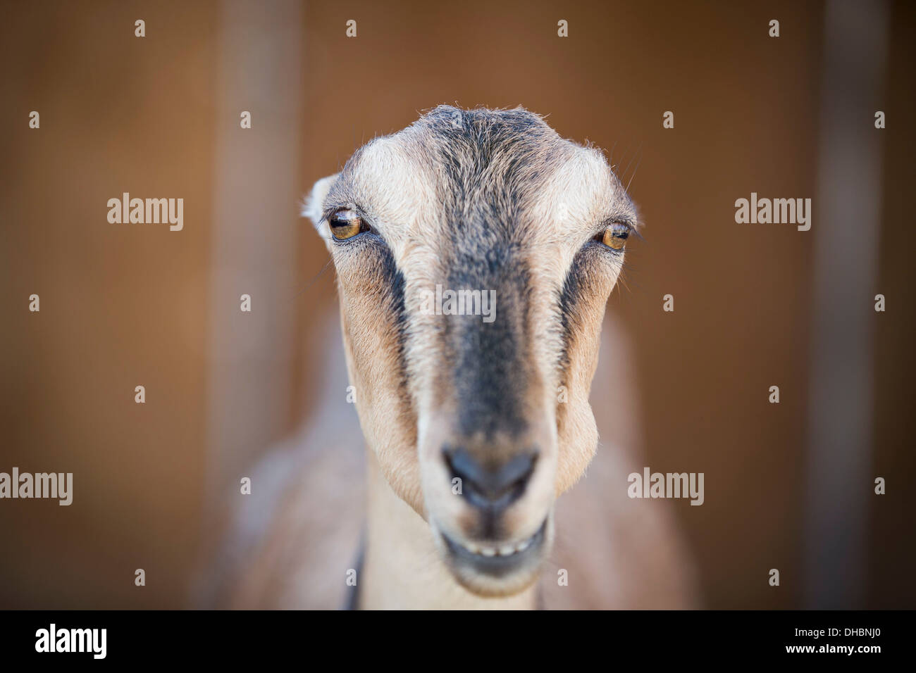 Staring goat hi-res stock photography and images - Alamy