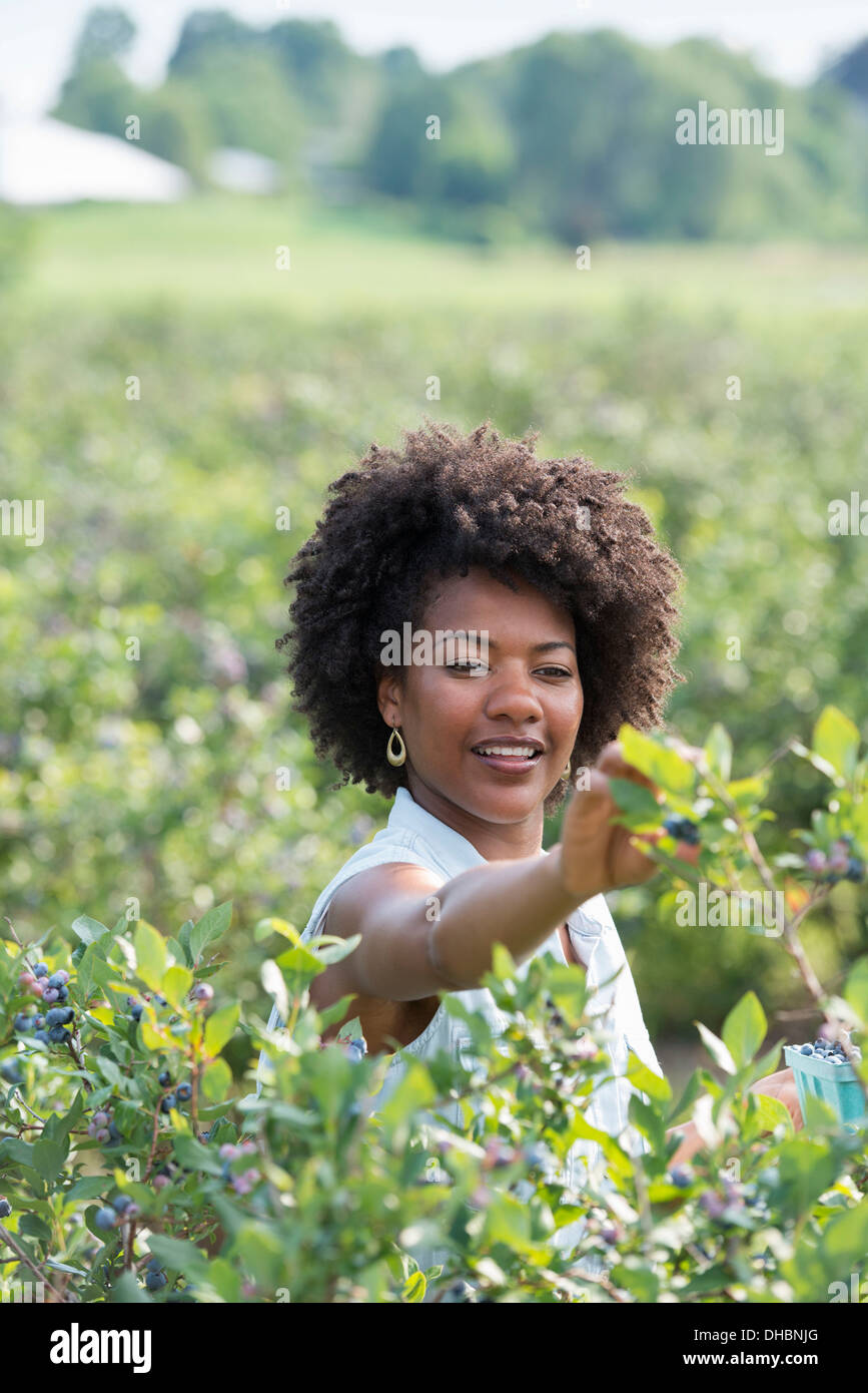 People picking fresh blueberries from the organic grown plants in a ...
