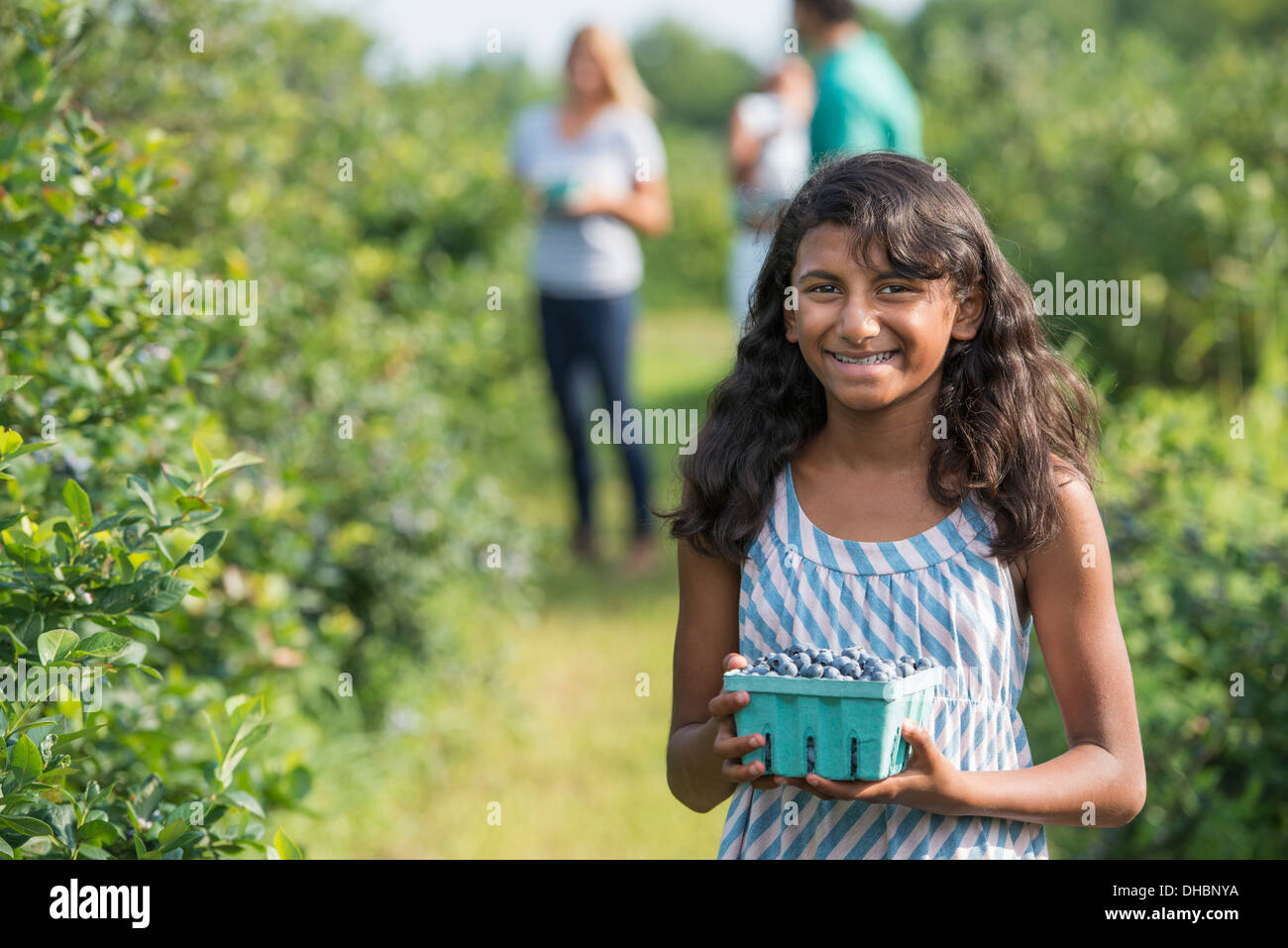 People picking fresh blueberries from the organic grown plants in a ...