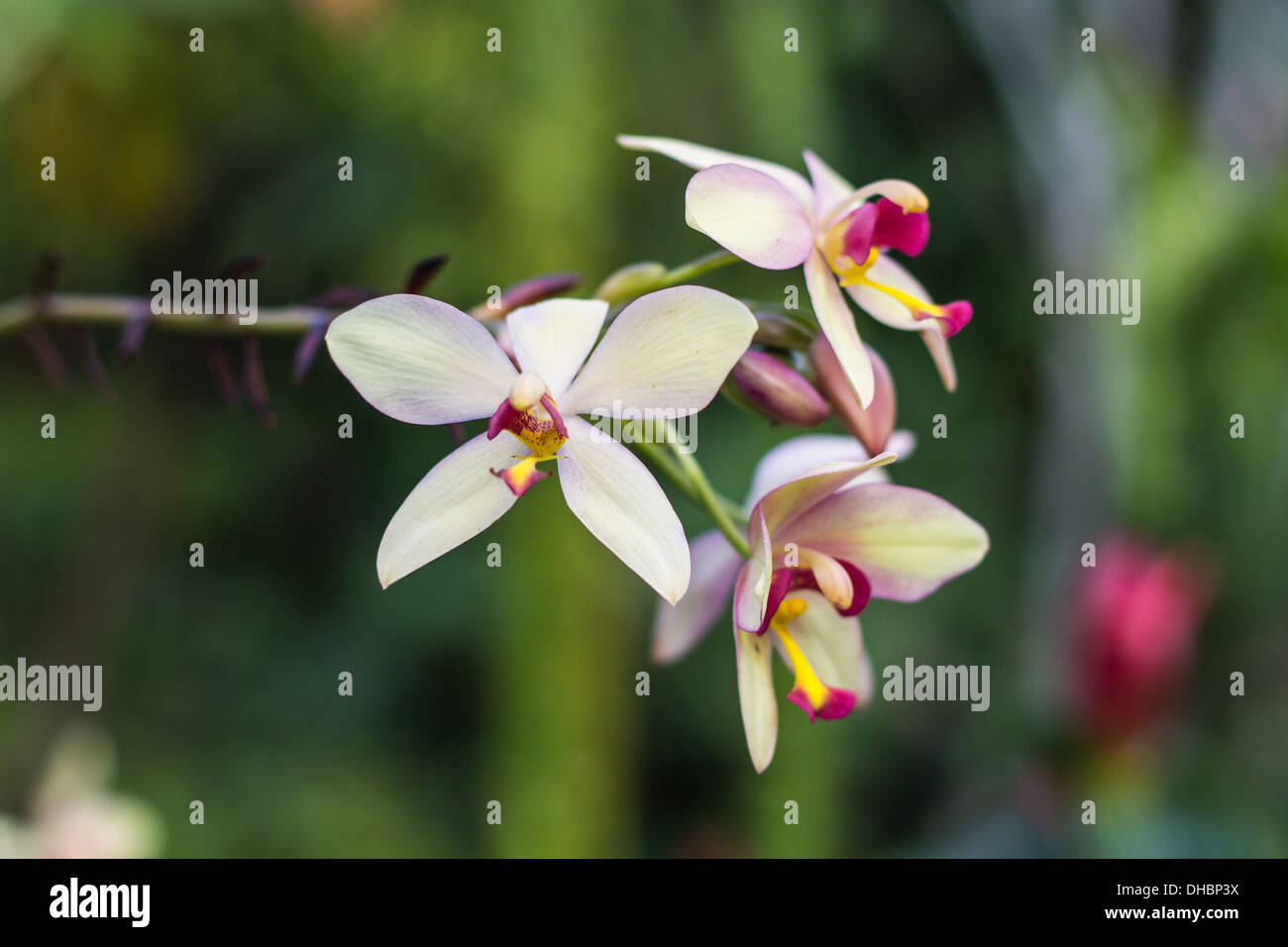 Row green orchid flower hi-res stock photography and images - Alamy