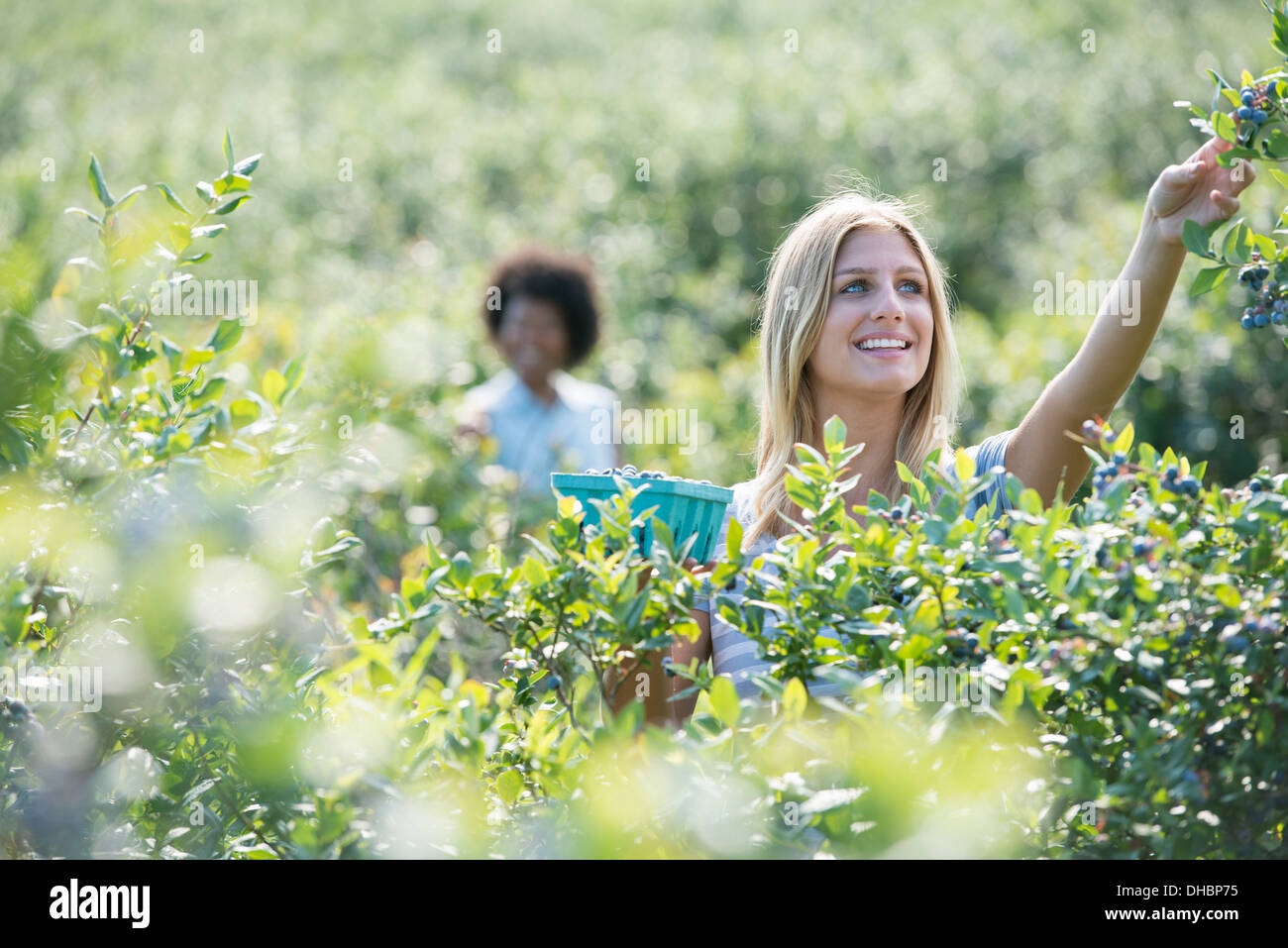Picking summer fruit hi-res stock photography and images - Alamy