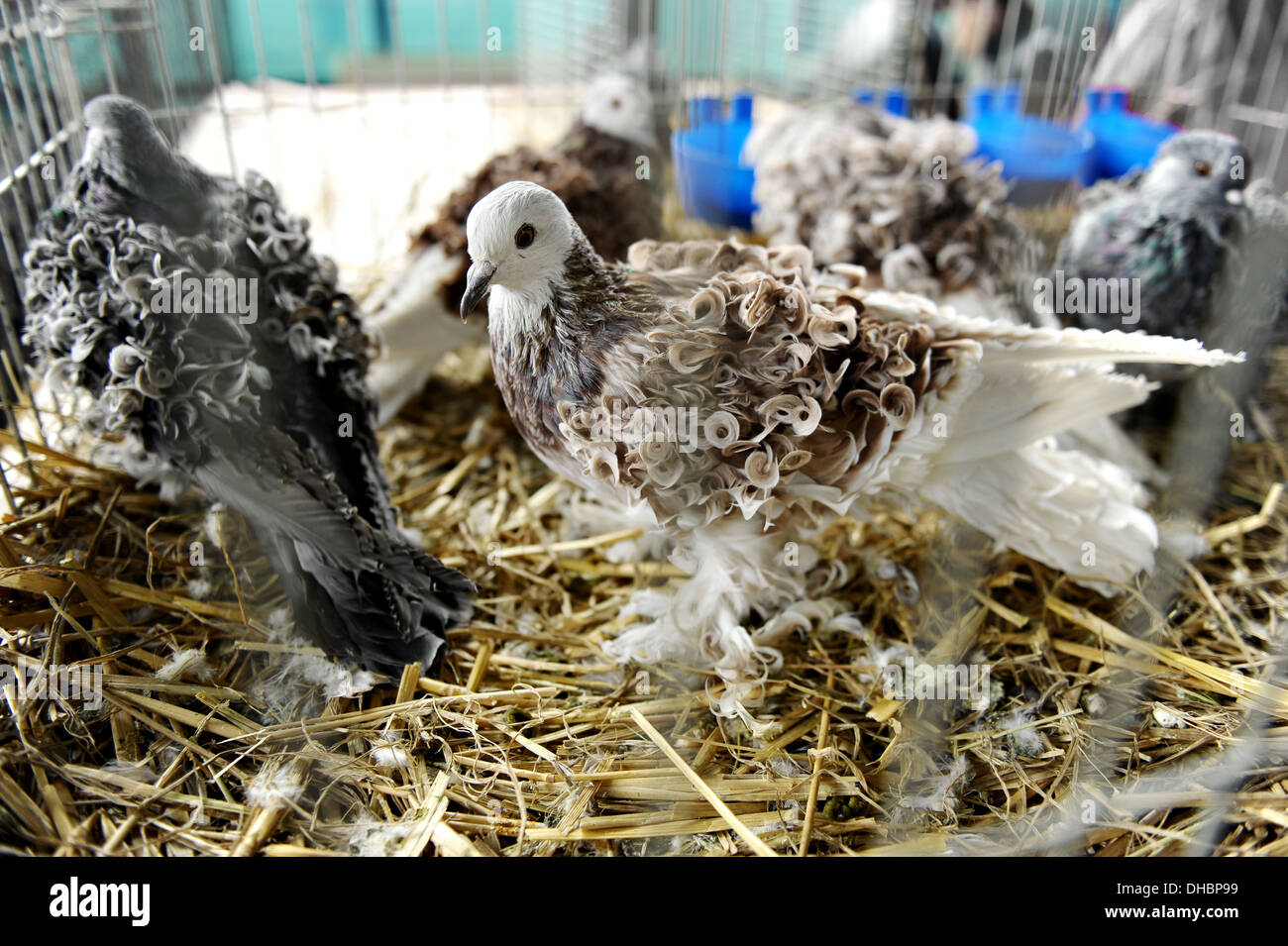 Domestic dove hi-res stock photography and images - Alamy