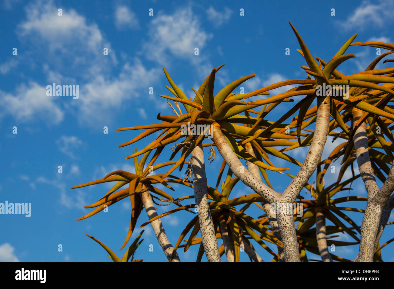 Quiver tree low angle hi-res stock photography and images - Alamy