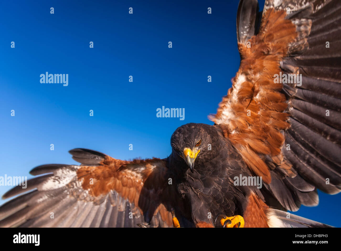 Harris hawk and talons hi-res stock photography and images - Alamy