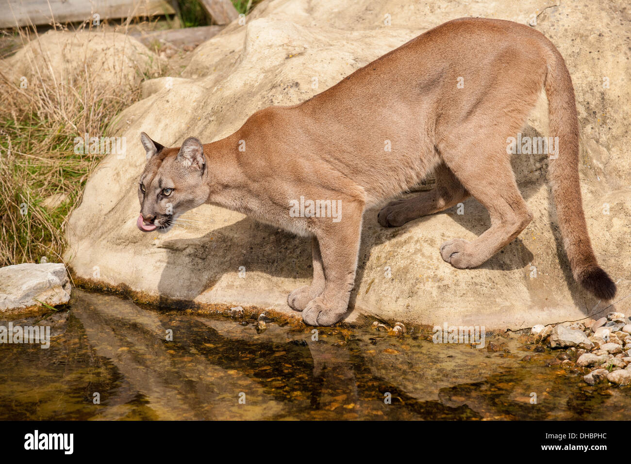 Puma cougar hi-res stock photography and images - Alamy