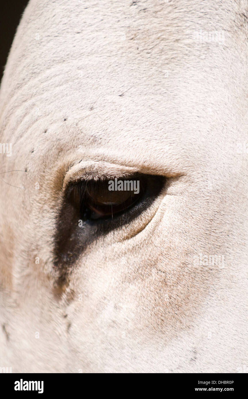 Big brown eye of Indian white bull in close up in Puttaparthi Andhara ...