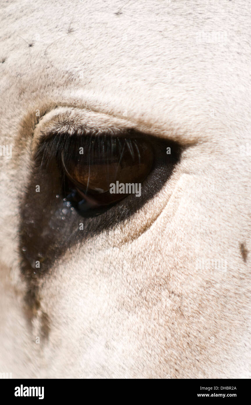 Big brown eye of Indian white bull in close up in Puttaparthi Andhara ...
