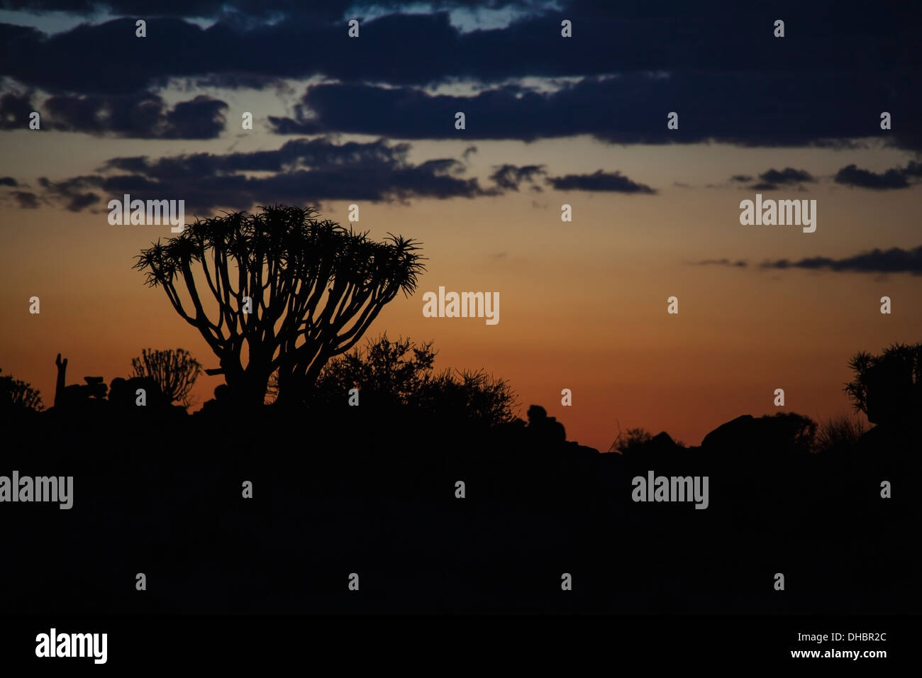 Single Quiver Tree At Night With Clouds; Namibia Stock Photo - Alamy