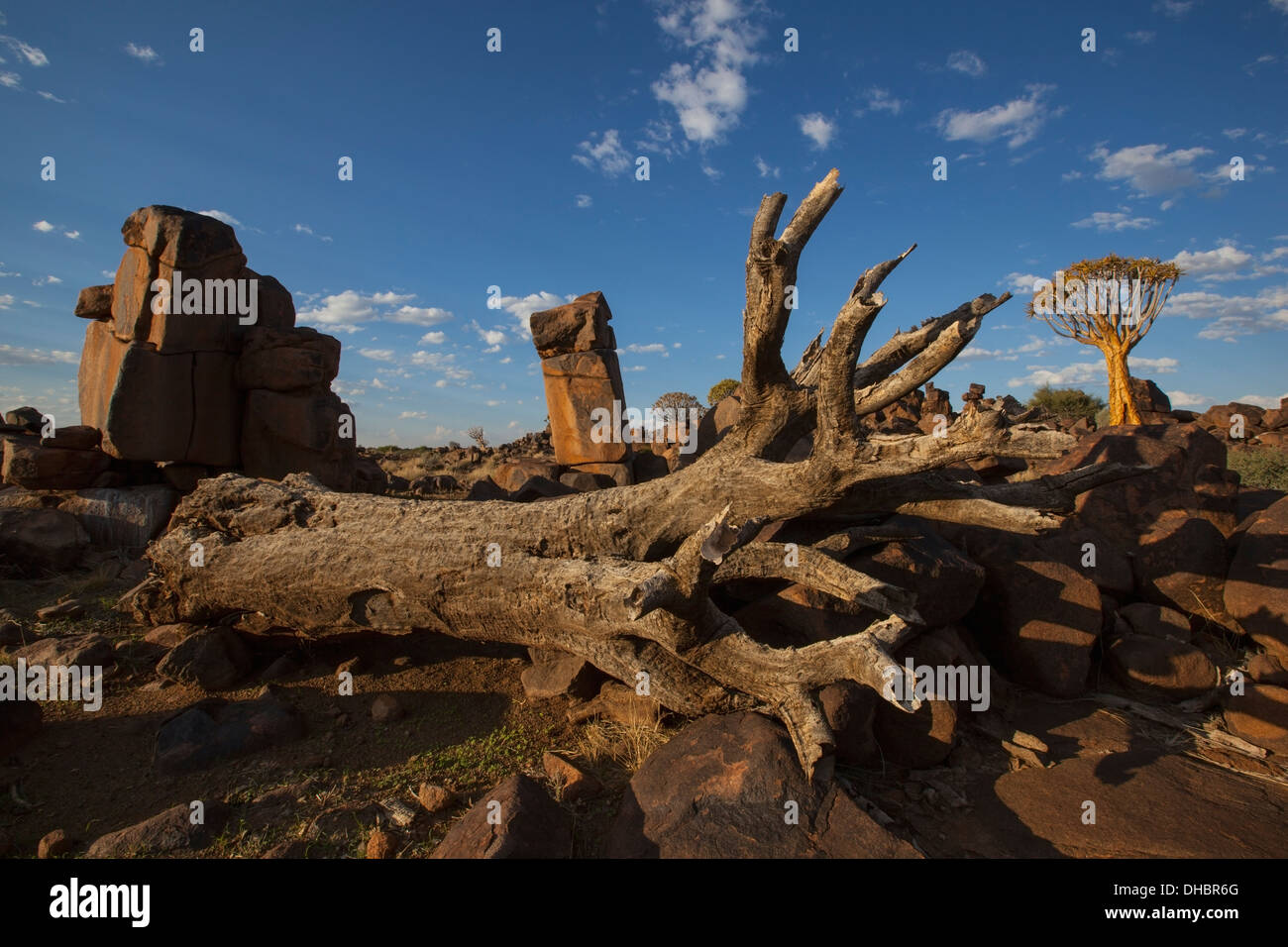 Dead And Live Quiver Trees; Namibia Stock Photo - Alamy