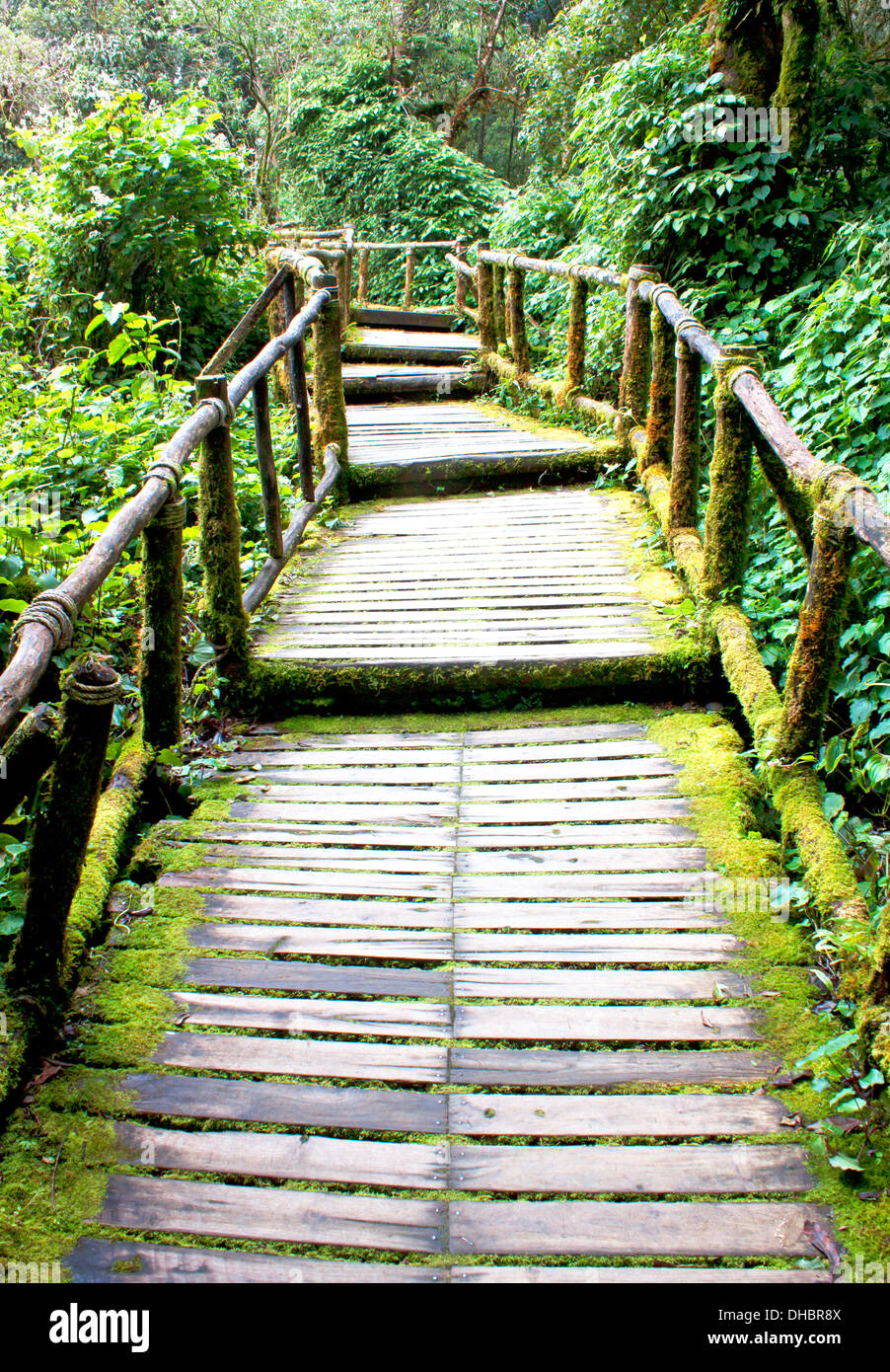 Nature and moss hi-res stock photography and images - Alamy