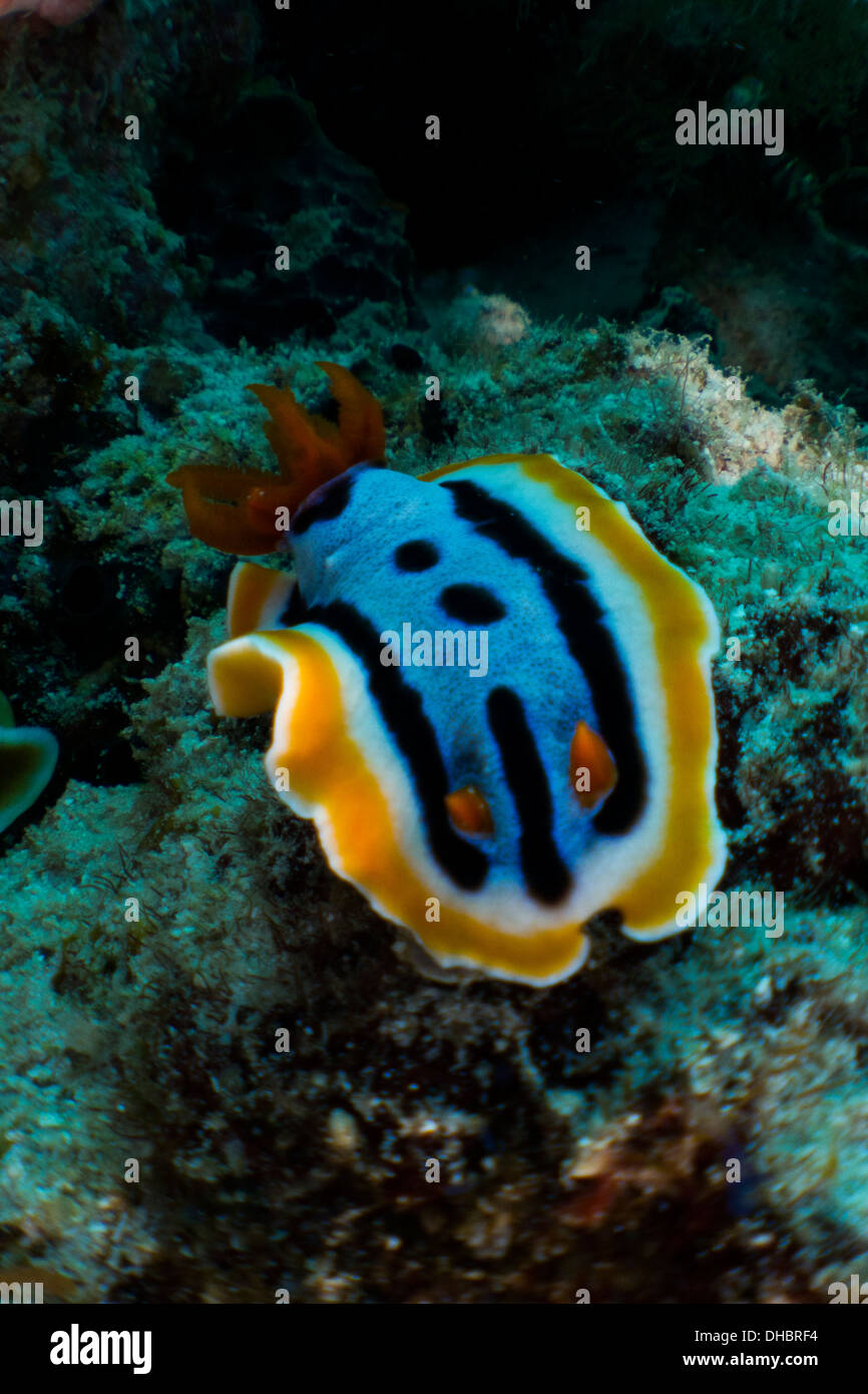 underwater, Indonesia, Komodo, marine life, sea life, nudibranch, ocean ...