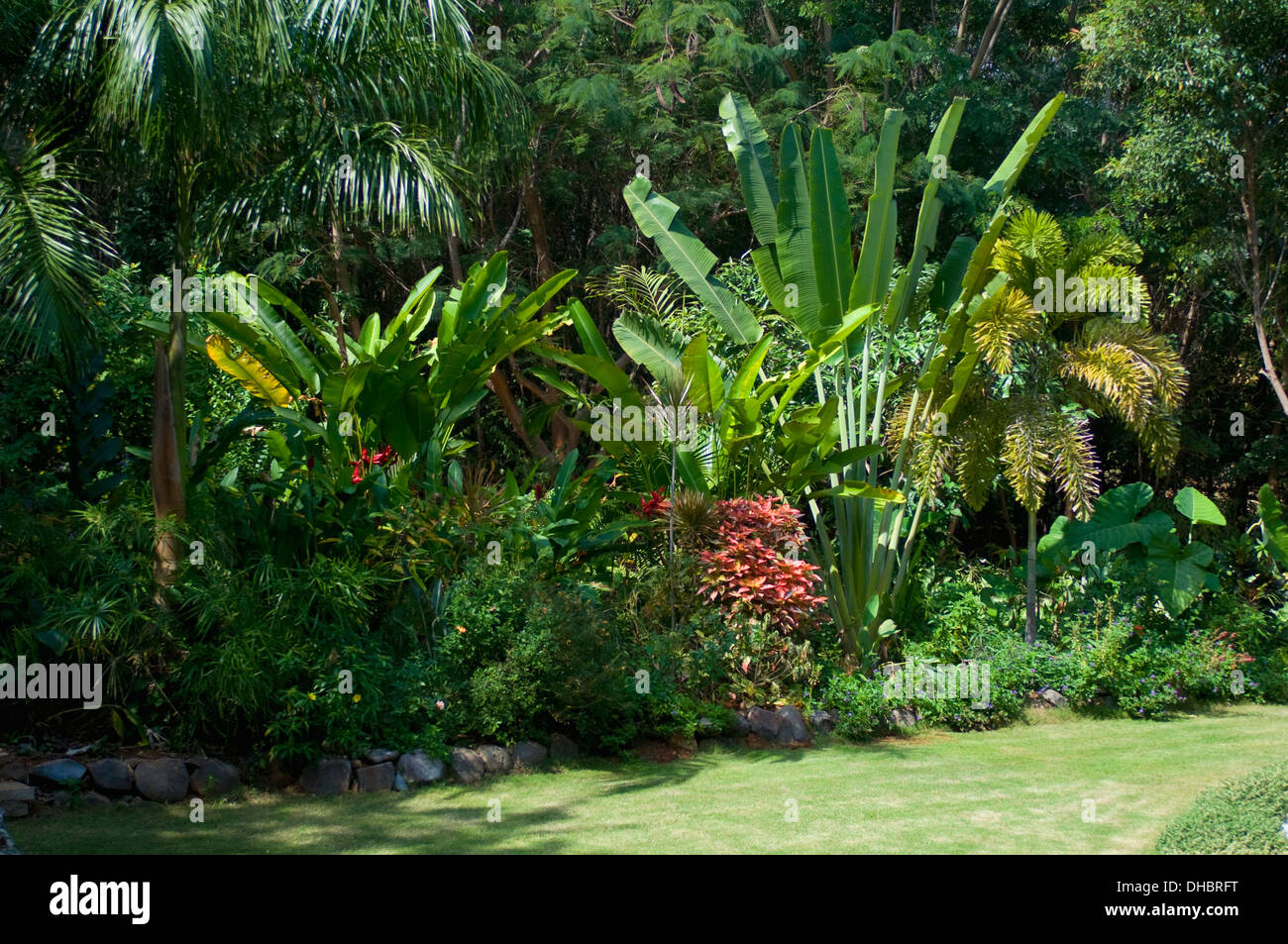 Sub tropical garden with fan ferns, palms & lush green foliage in ...