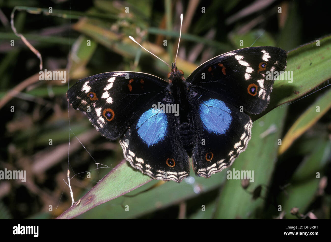 Blue pansy butterfly (Precis / Junonia oenone epiclelia: Nymphalidae ...