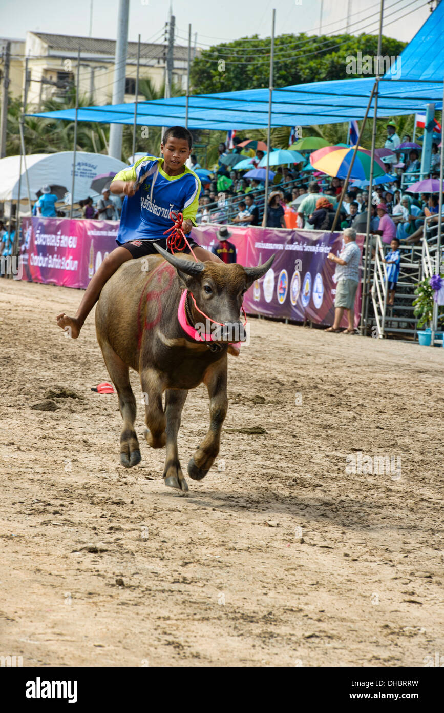 Running of the bulls. Water buffalo and jockey at the Chonburi Buffalo ...