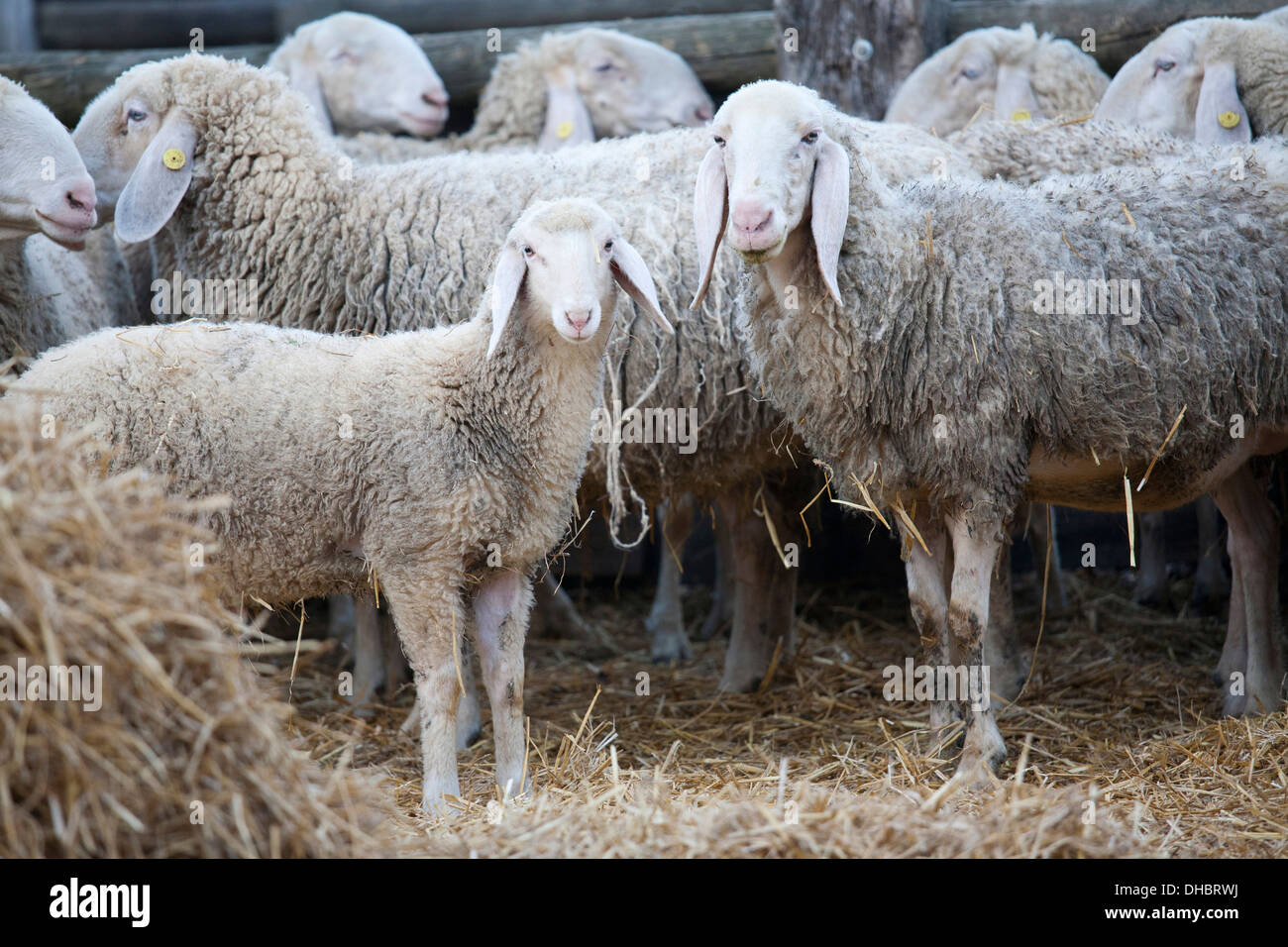 Flock sheeps hi-res stock photography and images - Alamy