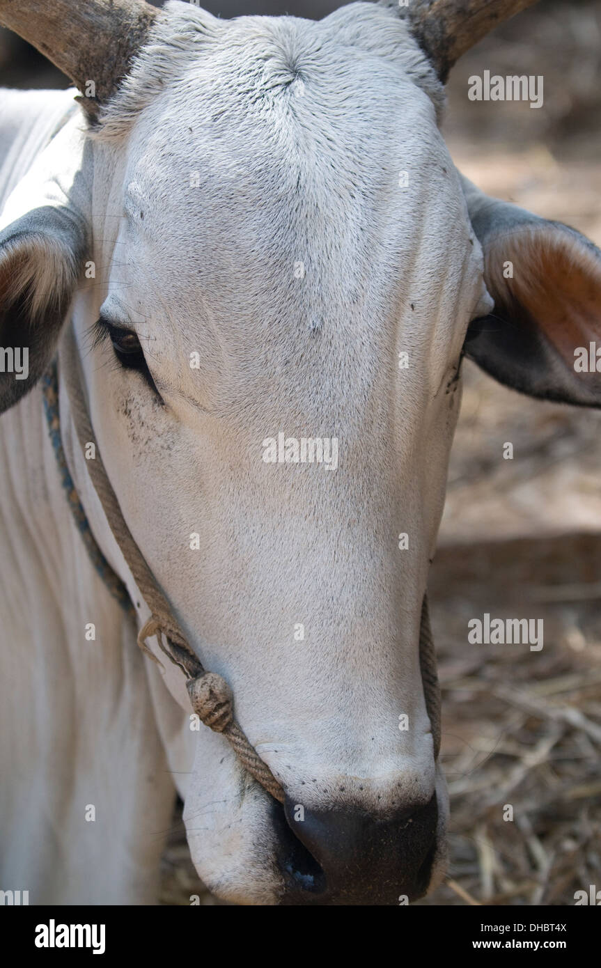 Ongole Bull of Southern India. These majestic white bulls serve the ...