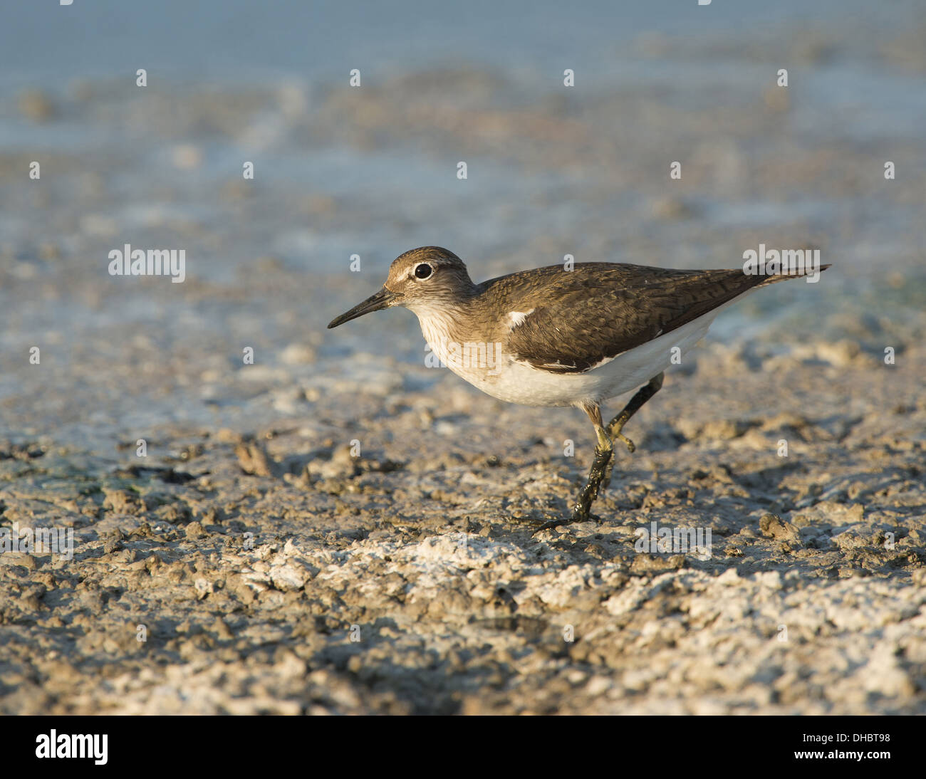 Common sandpiper foraging in low water, Actitis hypoleucos, Germany ...