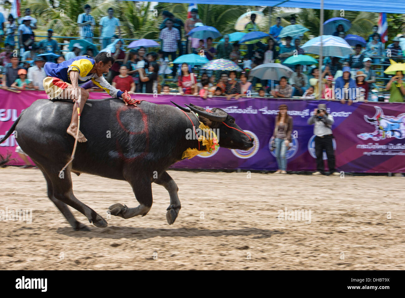 Running of the bulls. Water buffalo and jockey at the Chonburi Buffalo ...