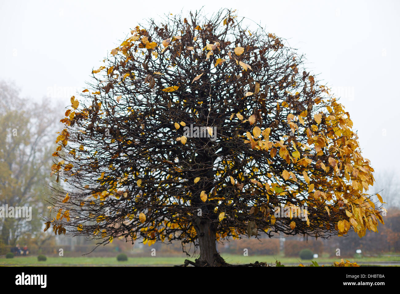 Last leaf on the tree hi-res stock photography and images - Alamy