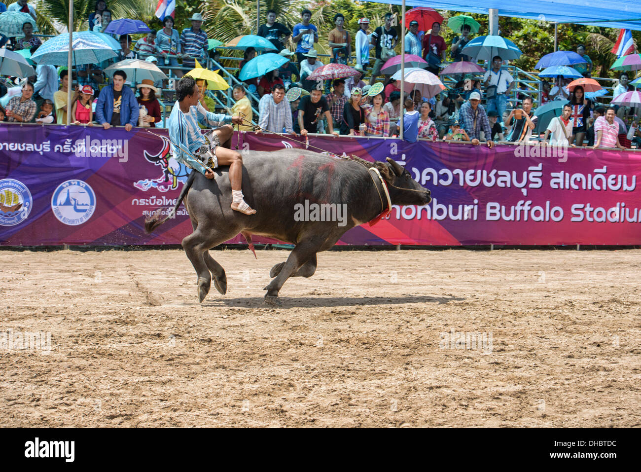 Running of the bulls. Water buffalo and jockey at the Chonburi Buffalo ...