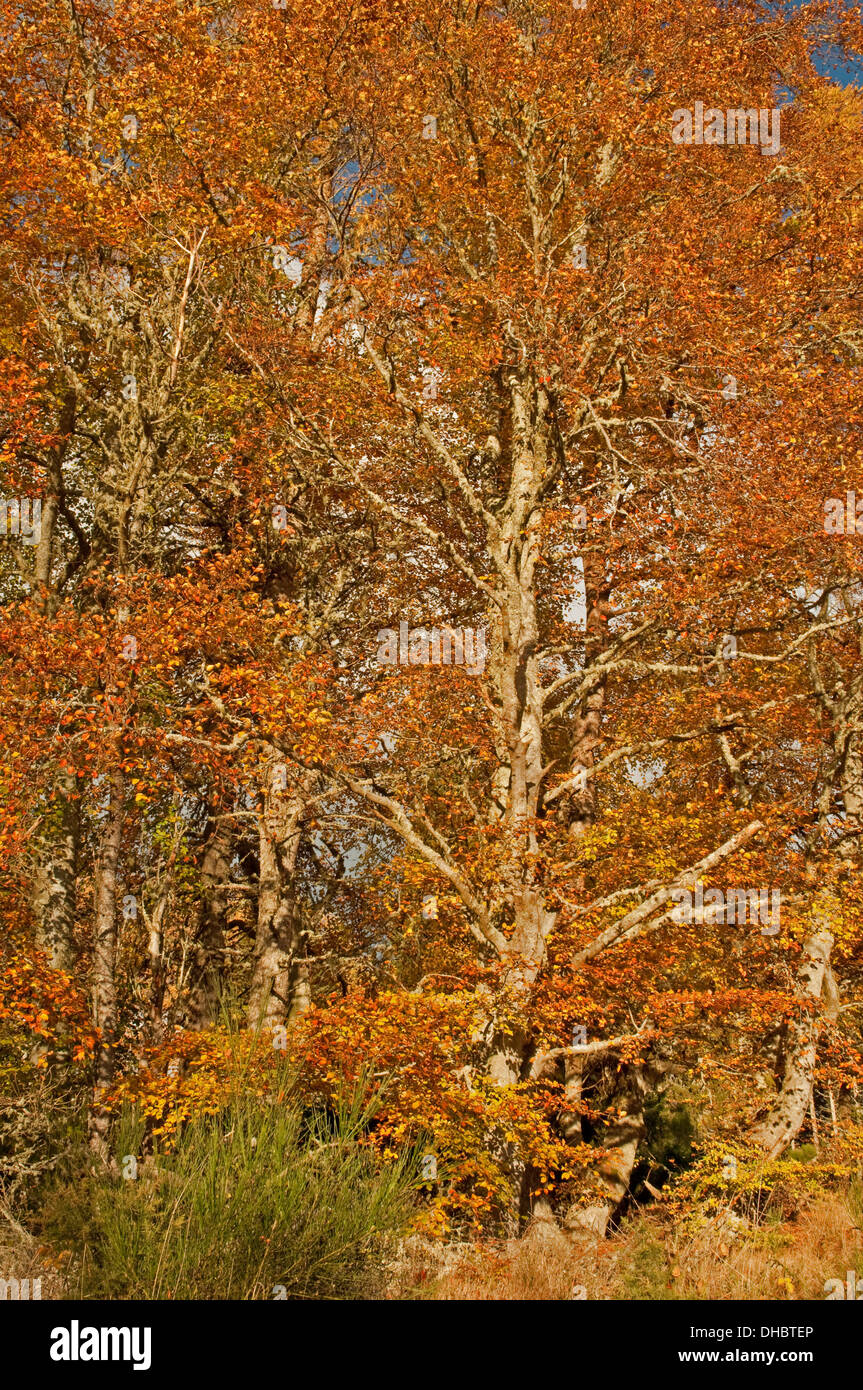 Beech wood scotland autumn colour hi-res stock photography and images ...