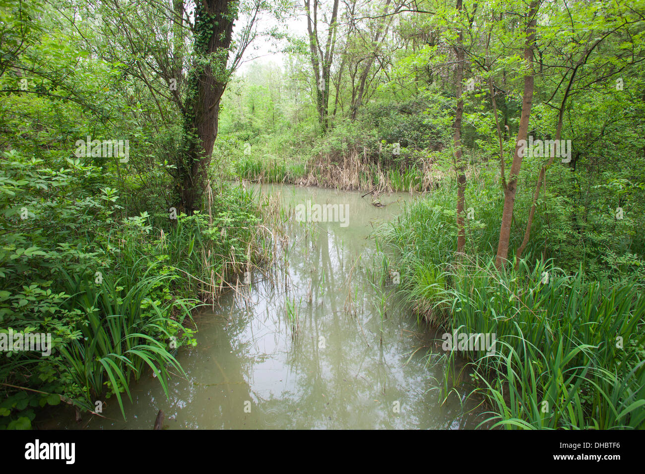 flooded forest of punte alberete, comacchio, ferrara province, po river ...