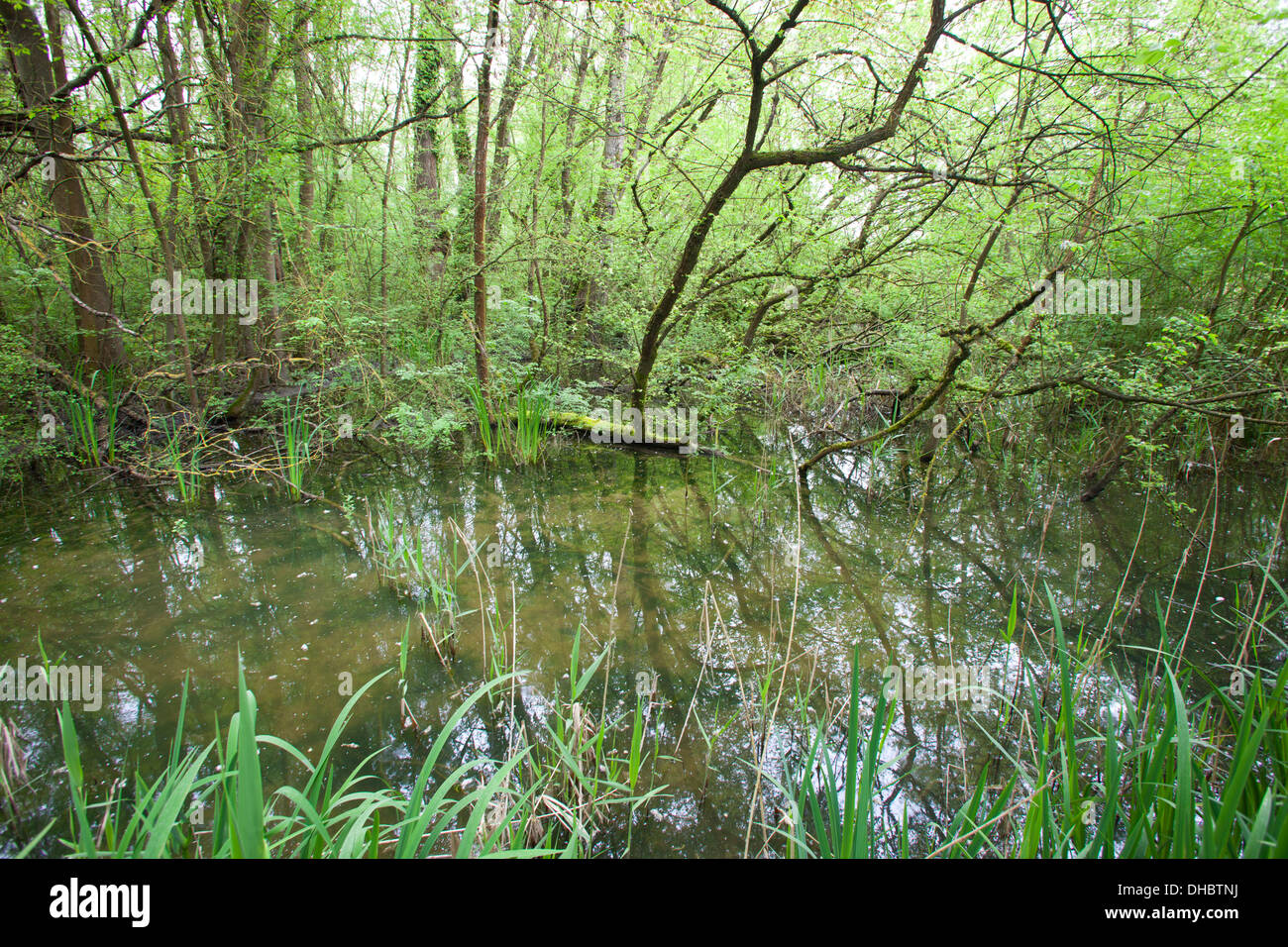 flooded forest of punte alberete, comacchio, ferrara province, po river ...