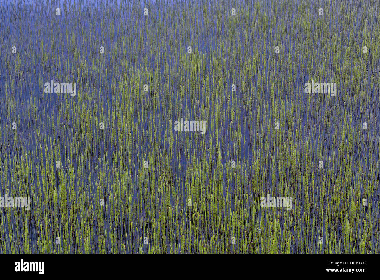 Water Grass, Eastern Iceland Stock Photo - Alamy