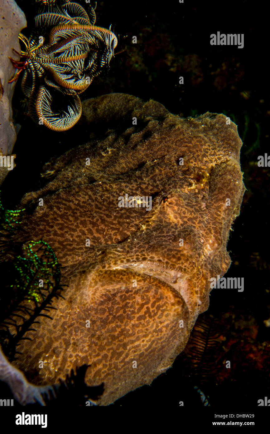 Underwater, Indonesia, Komodo, marine life, sea life, coral reef ...