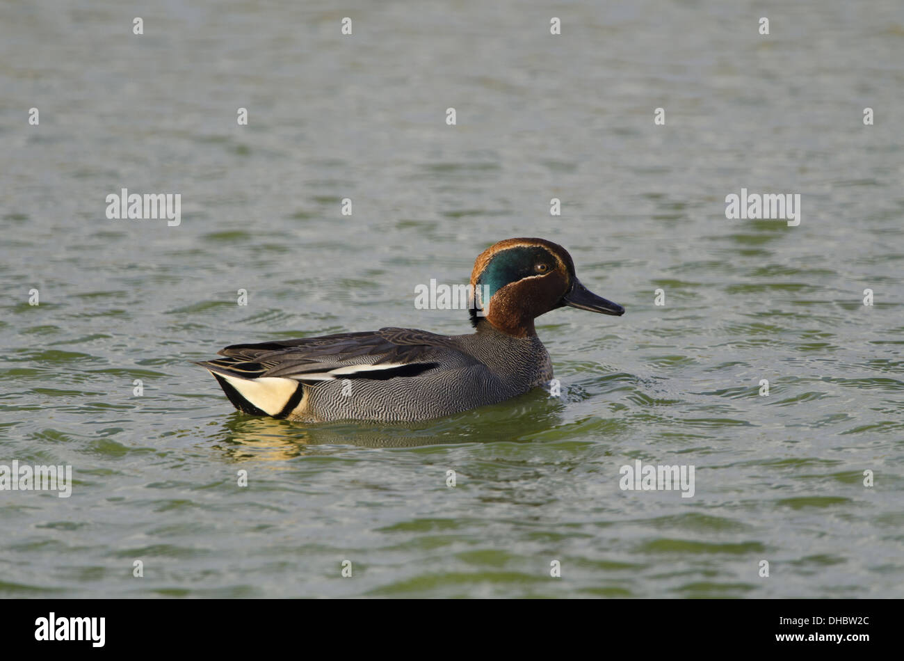 Eurasian Teals High Resolution Stock Photography and Images - Alamy
