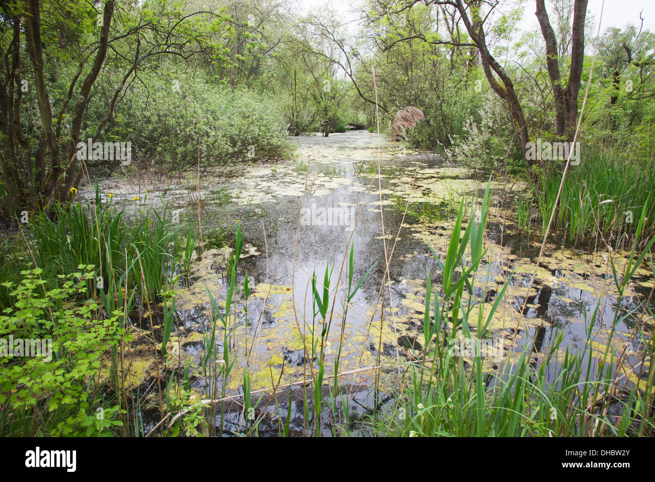 flooded forest of punte alberete, comacchio, ferrara province, po river ...