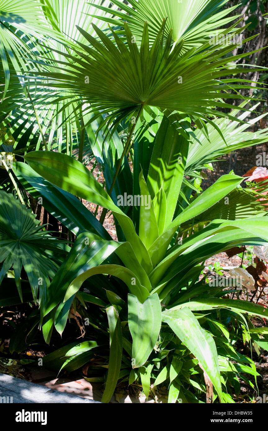 Iris india hi-res stock photography and images - Alamy