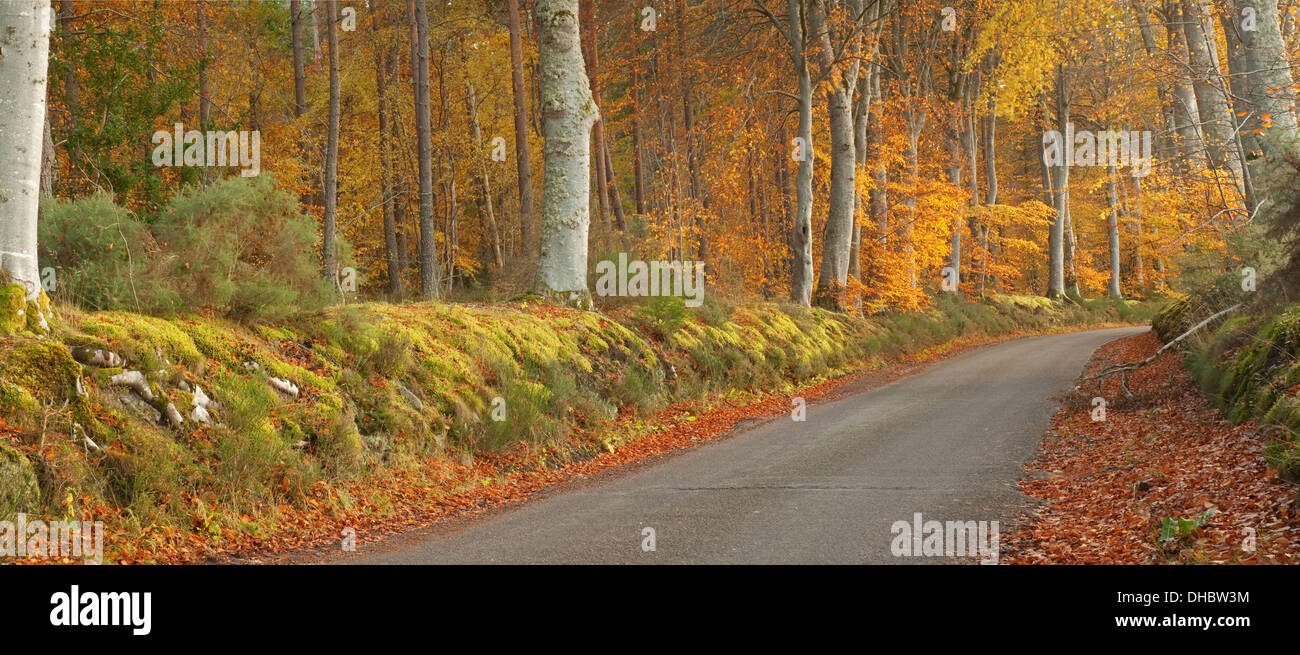 Road through Autumn Beech Trees panoramic Stock Photo - Alamy