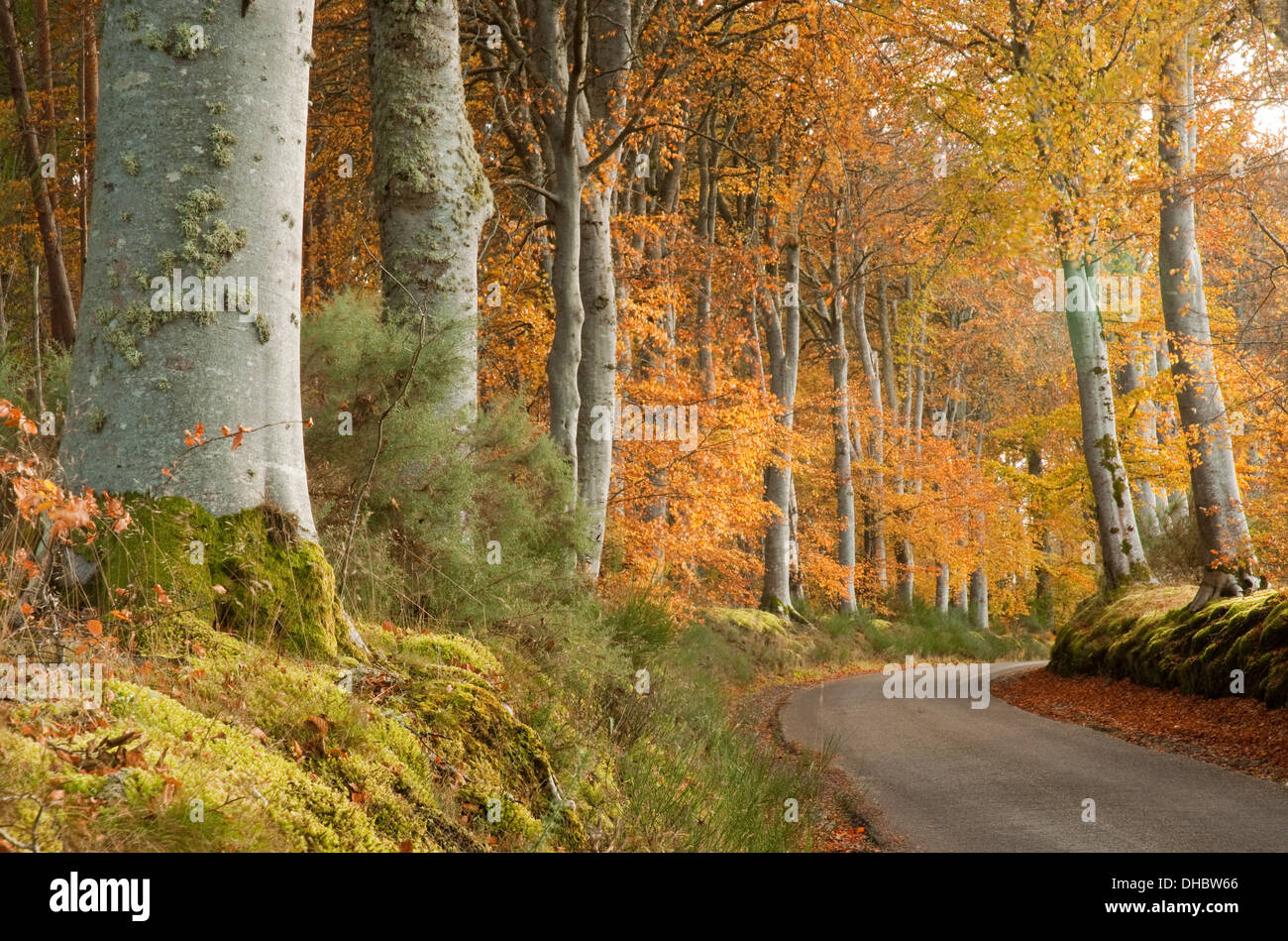 Road through Autumn Beech Trees Stock Photo - Alamy