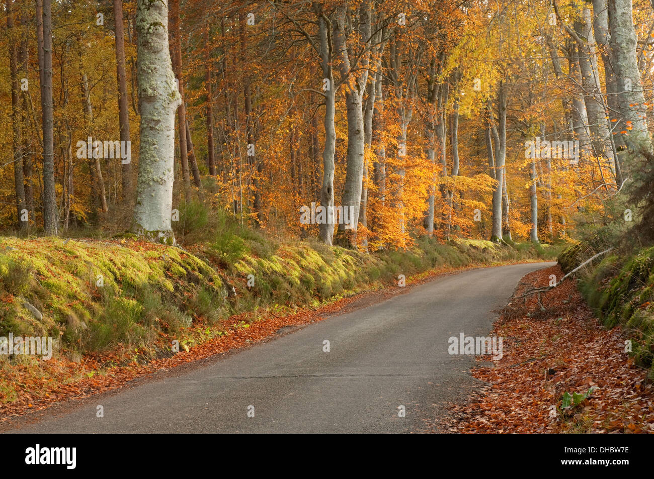 Scottish road autumn hi-res stock photography and images - Alamy