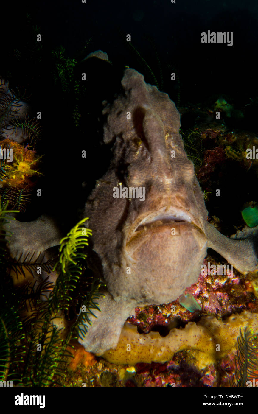 Underwater, Indonesia, Komodo, marine life, sea life, coral reef ...