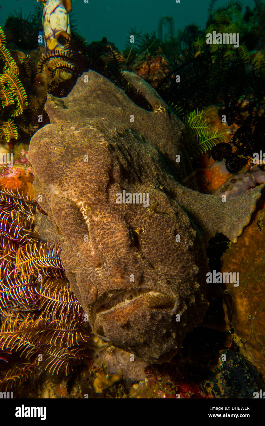 Frog of indonesia hi-res stock photography and images - Alamy