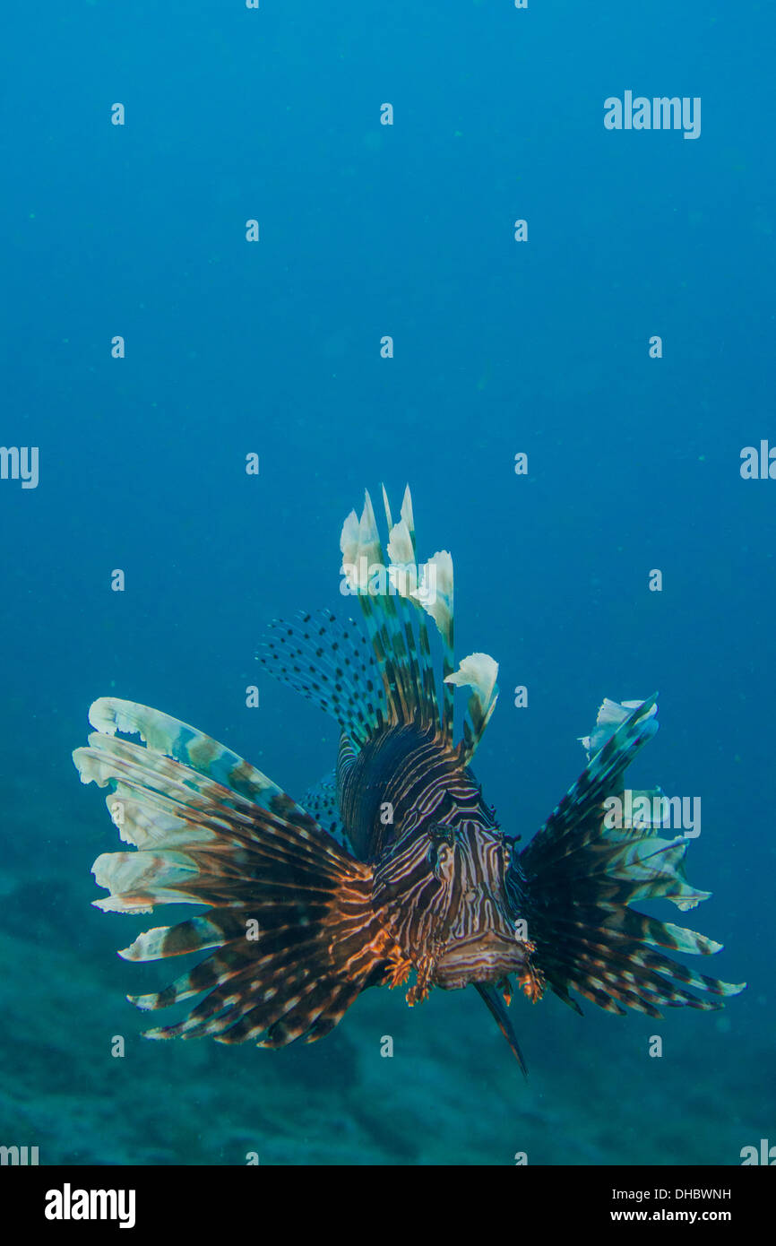 underwater, Indonesia, Komodo, marine life, sea life, scuba, diving ...