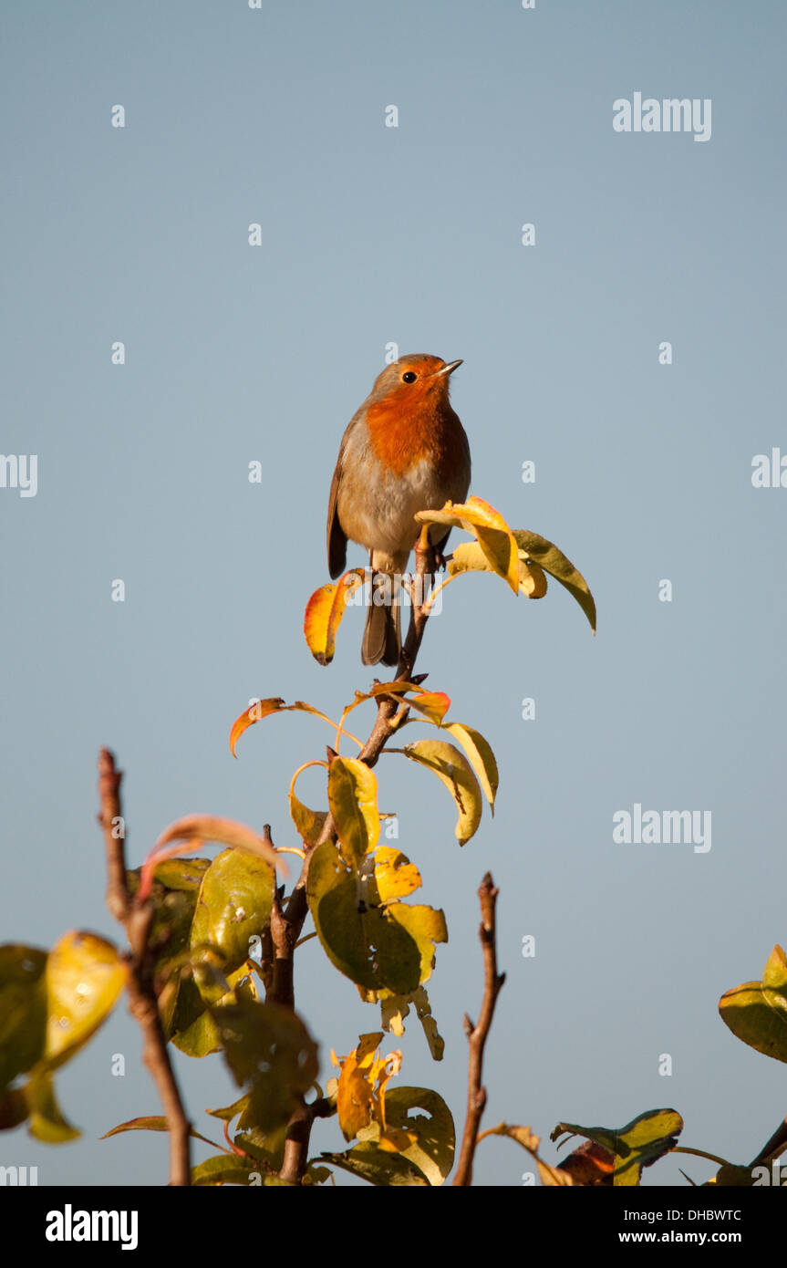 Adult on top of tree hi-res stock photography and images - Alamy